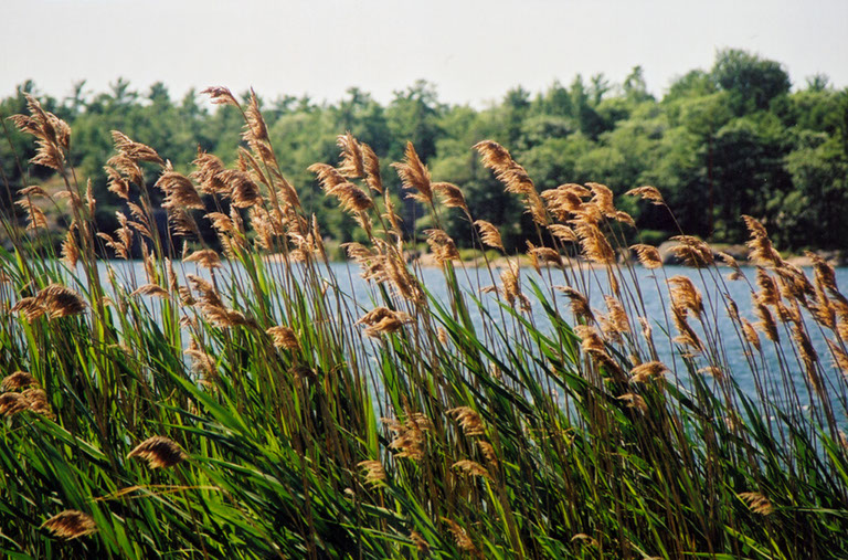 Home [hankonealphoto.com]